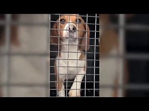 Thousands of Beagles are up for adoption at the Lynchburg Humane Society