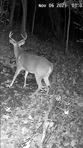 Giant Buck Jump Fence Onto Trail | Incredible Deer Footage Up Close! 🦌 #shorts
