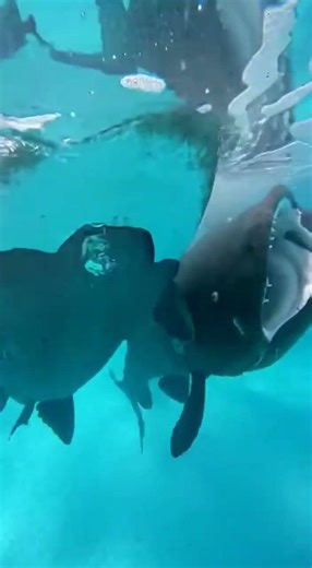 Waterslide into pool full of giant fish #funny #memes