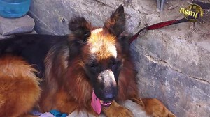 Rare and Unique Dogs at Saddar Dogs Kutta Market Karachi 7-5-2023 (2) | Jamshed Asmi Informative vlogs