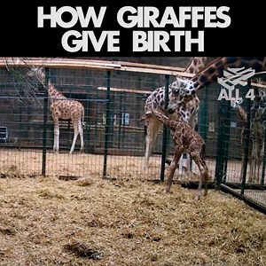 Warning! The following contains scenes of a cute baby giraffe... | Channel 4 Homes