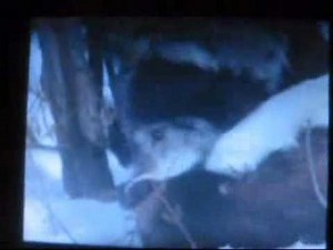 Wolverine vs Wolf Fight, Wolverine grabs wolfs head and destroys wolf.