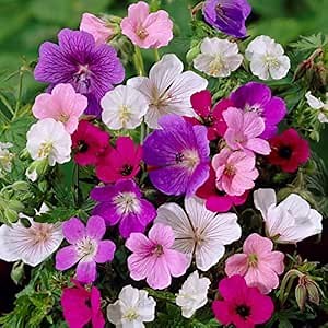 Easy to Grow Geranium Tapestry Mix 6 Roots (Hardy Cranesbill) - Colorful Flowers Bloom Summer to Fall in Sun, Cold Hardy Perennial