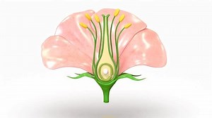 Anatomy of A Flower Anatomy 3d animation