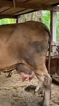 Sapi Susu Gede Banget #ariekchannel #short