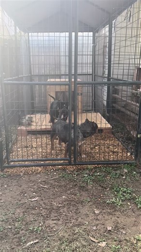 I clean the kennel twice a day, and it was time to feed Reese and Big Pun while doing so. I noticed Reese limping today, I proceeded to check her hind paws for visible injuries or blood.. I didn’t see either. She’s in heat and Pun is all over her, so I’m assuming that he hurt her with his heavy self jumping all over her. Big Pun is open for Stud by the way, yet on the other hand, with Reese being in heat, I’m skipping this one and not breeding her. Thank you for watching #wopline_exotics , #inhe