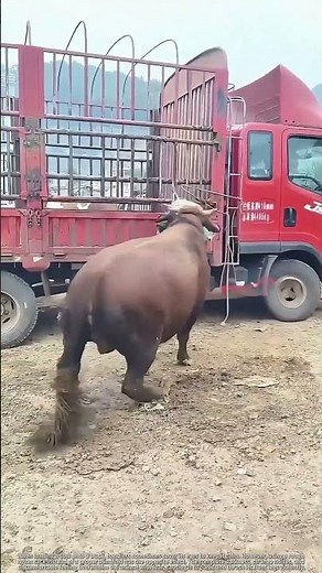 A Common Cattle Loading Mistake That Stresses Your Animals