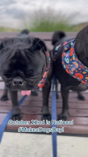 #MakeADogsDay @Subaru of America, Inc.