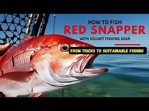 How To Fish Red Snapper Fish With Gillnet Fishing Gear