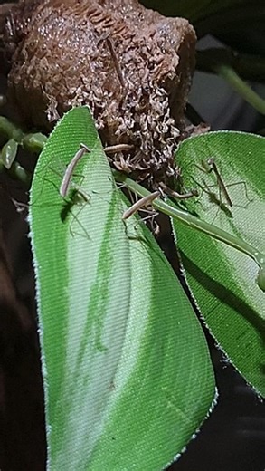 Praying Mantis Cocoon Hatched | Mr LuckyFrog