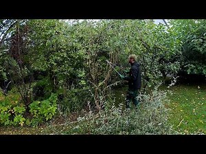 Annual Pruning Of A Butterfly Bush