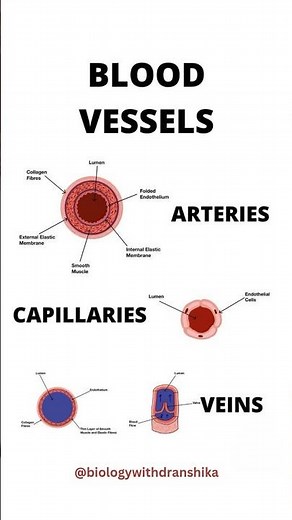 The Lifelines of the Body: A Network of Blood Vessels