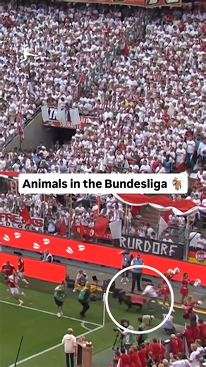 Bundesliga on Instagram: "Comes for Hennes, stay for the rest of the #Bundesliga's animal kingdom 😆🦅"