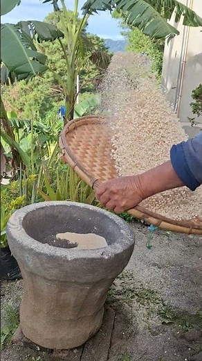 Winnowing #winnow #winnowing #farming #corn