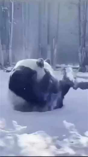 Parenting complex kids is a lot like being a panda in the snow......