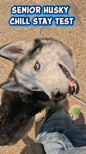 Senior Husky Nails the Chill Stay Test — Stand on Command