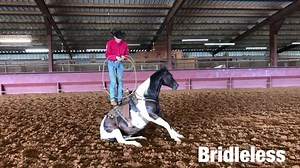 53K views · 609 reactions | You will wear out a PickUp Truck trying to find one this GENTLE, QUIET & TRAINED ✨Rocky the TRICK Horse! Ranch Horse, Show Horse Beginner/Kid Approved‼️ ✨2007 APHA Gelding! Watch the VIDEO Consigned to the Triangle Sales in Shawnee OK. ☎️ Phone bidding available ‭(405) 275-2196‬. October 27. Draw #294 Mozaun & Sarah McKibben 505-470-4872 | McKibben Performance & Versatility Horses | Facebook