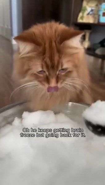 70K views · 6.1K reactions | There was that one time we made snow muffins and Pudding got brain freeze!  | The Oreo Cat | Facebook