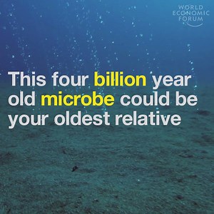 142K views · 2.3K reactions | Scientists have found the ancestor of all living things on Earth - a single-celled organism called Luca. | World Economic Forum | Facebook