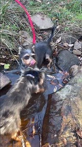 Yorkshire terrier dogs playing in natural spring water creek
