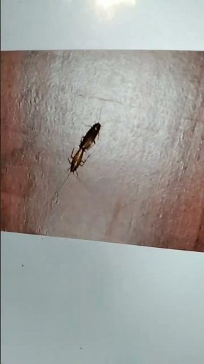 The mating process of insects to reproduce.