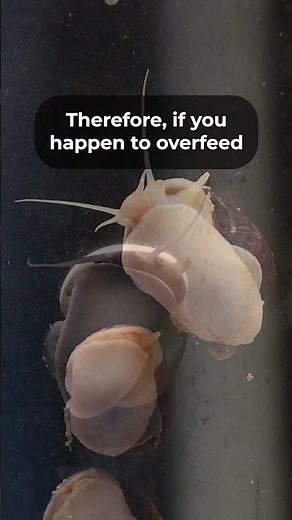 Mystery Snails: Fact or False?