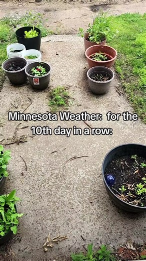 Mamasaurus on TikTok