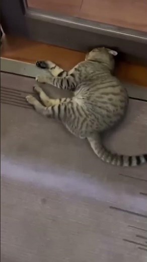 Cat getting squeezed by door😺😂