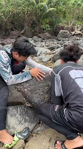 Mga abalone sa ilalim ng bato. #reels#abalone#catchcook | Napadaan Lang Channel