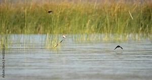 The barn swallow is flying low over Vransko jezero, Croatia