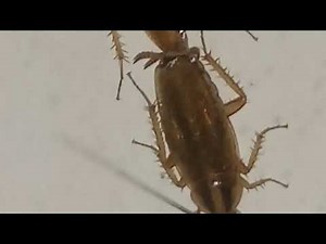 reproduction in cockroach video