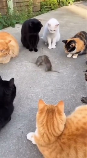 Mini Mouse UFC: The Cat Is Waiting for the Loser 🐭🥊🐱 #catandmousegame #animals #cat #aishorts