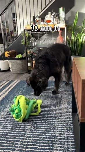 Hidden treats = one exhausted happy dog