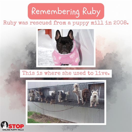 3.6K views · 55 reactions | Remembering Ruby tells her story and why...