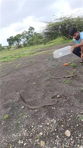 Checkered killback #snake #sarpmitra #sarp #laturcity#sarpmitra #snake #दिवड #snakelover #nature