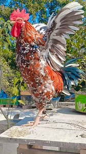 rooster crowing sound effect | different rooster sounds | rooster crowing compilation plus #Roostercrowingsounds #RoosterCrowing #differentroostersounds #rooster #chicken #Roostercrowinginthemorning #RoostercrowingsoundsEffect #20Roostercrowing #RoosterCrowingCompilation #roostercrowing #roostercrowingalarm #roostercrowing rooster sounds in the med night | rooster crowing sound effect | denizli rooster crowing . . . #Roostercrowingsounds #RoosterCrowing #differentroostersounds #rooster #chicken 