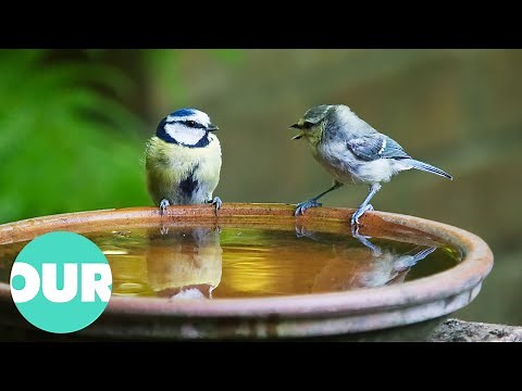 How Do Animals Communicate In The Wild? | Our World