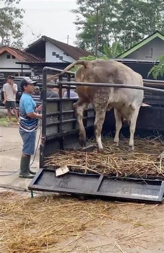sapi ngamuk keluar jurus tendangan gledek