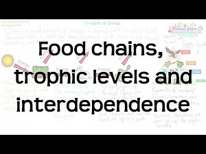 Food chains, trophic levels and interdependence | Revision for Biology GCSE