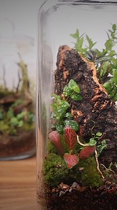 Learn to make a terrarium step by step | The Urban Nemophilist
