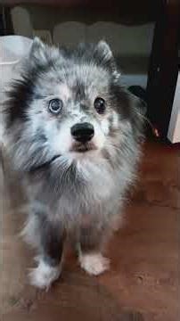 In Loving Memory Of Chloe 9-2-2009 To 12-12-2025