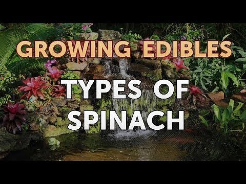 Types of Spinach