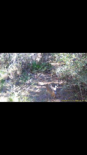 Buck checking out my mock scrape - Florida publicland whitetails -using scrapemagic #scrapemagic #scrapes #deer #buck #video #outdoors #floridalife | Eastwood Outdoors