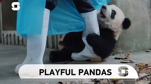 1.5K views · 221 reactions | They are cute, playful, but also disruptive! Watch how these baby pandas disturb their keeper, Mei Yan, while she tries to clean up their enclosure. | CGTN Documentary | Facebook