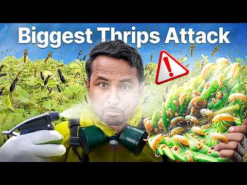 Turn the upside down leaves straight 💯😷Thrips Attack & Control | Crop Disease & Pest Series: S1E1...