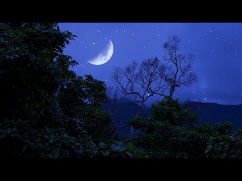 Crickets & Owls in the Breezy Night | Binaural Nature Ambience for Deep Sleep & Calm (10 Hours)