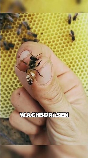 Woher haben Bienen ihr Wachs? #tiere #shorts