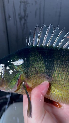 Once again another beautiful perch specimen! Catch and release 🧊🎣 #fishtok #icefishing #perch #fishing #canada #catchandrelease #fyp #foryoupage #follow #like #share #trend #followus #letthemgo #passion