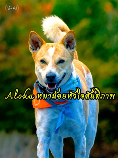 #walk for peace#walker #เทรนด์วันนี้ #เปิดการมองเห็นให้ผมที😎 #Aloka @น้ำใจประเสริญมีให้ทุก @รักที่ส่งจากใจ @ss.saardsri @Seksun S.s @Bus So @AofJakkrit @แม่อ้อม น้องกันตา @Sittichai @จันTT Phon @จอย @srisawatsangonsak42