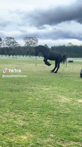 Oden the Friesian Horse Enjoys Springtime Fun on the Farm